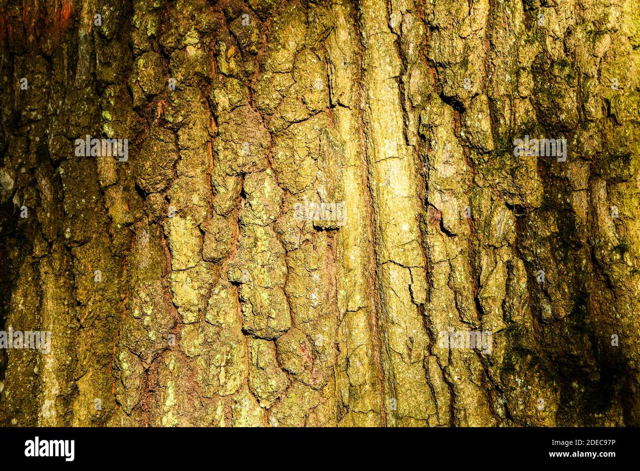 Trunk of an old tree with very interesting structure. Sunlight and ...