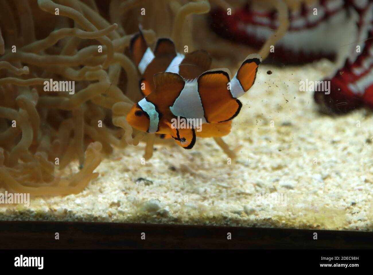 Clownfish swimming in the aquarium in animal park Ouwehands in Rhenen ...