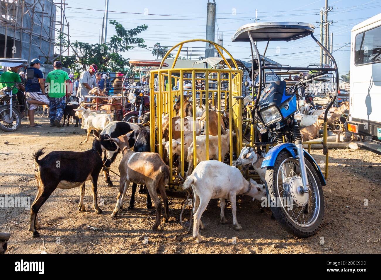 Goats at the Padre Garcia Livestock Auction Market in Batangas ...