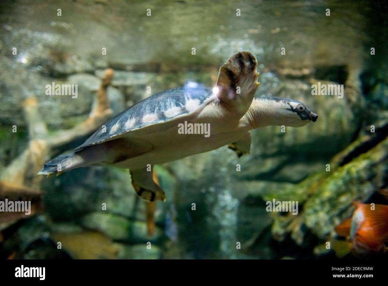 Pig-nosed turtle or Carettochelys insculpta, also known as the Fly ...