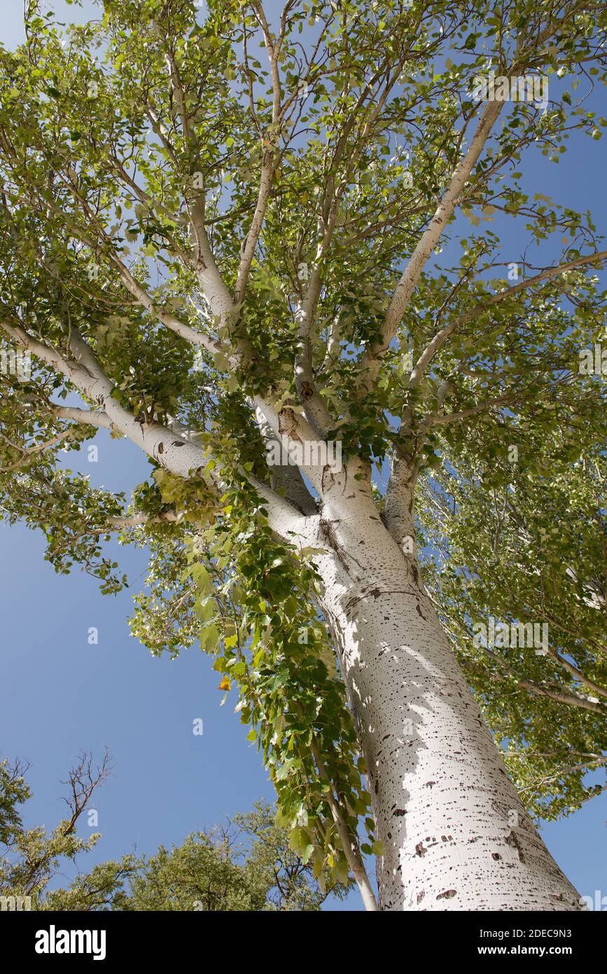 Tree with green leaves Stock Photo - Alamy