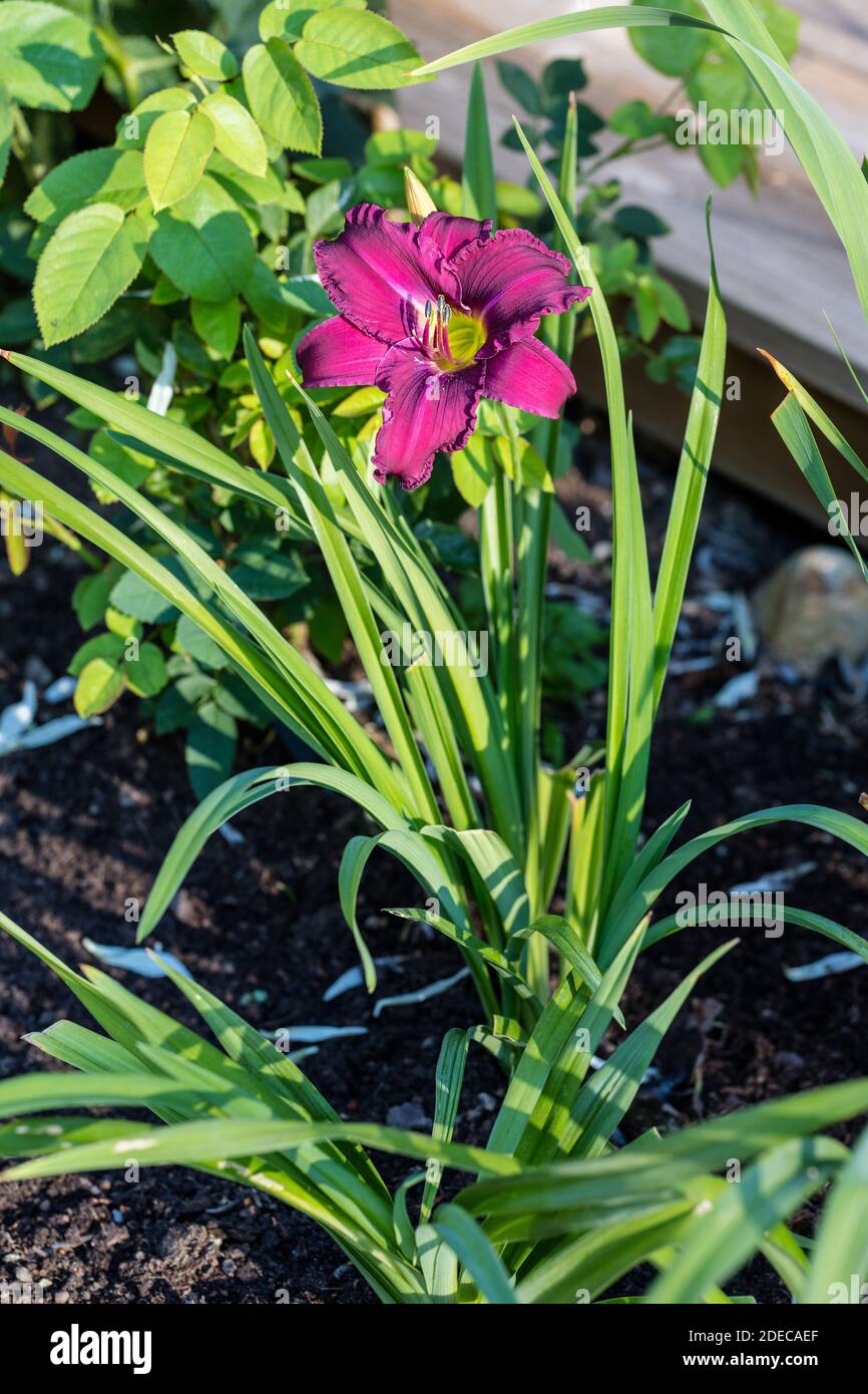 'Little Grapette' Daylily, Daglilja (Hemerocallis Stock Photo - Alamy