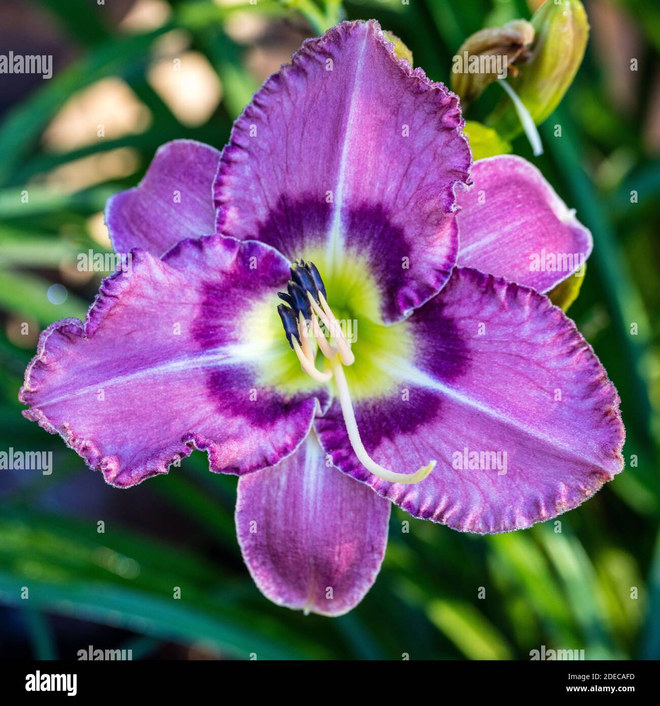 Druids chant hi-res stock photography and images - Alamy
