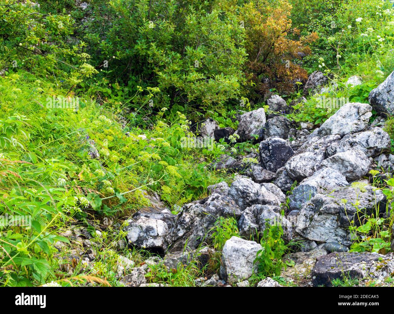 Through granite stones boulders the green grass simply grows Stock ...