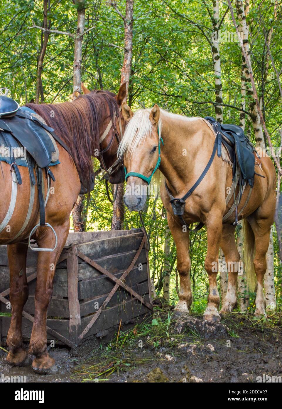 Two horses stand side by side at a feeding trough Stock Photo - Alamy