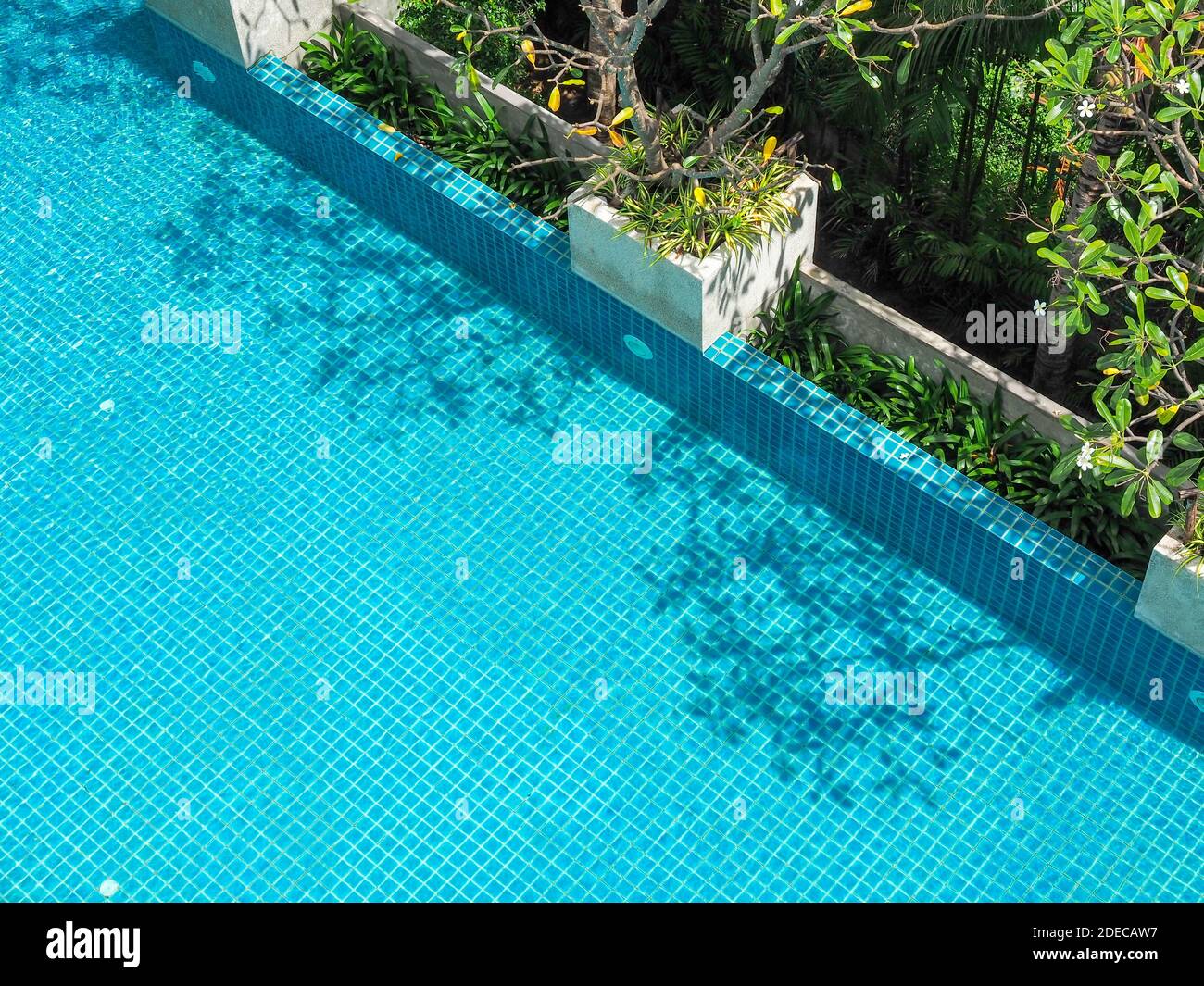 Blue pool background near green tree on the edge of building. Swimming ...