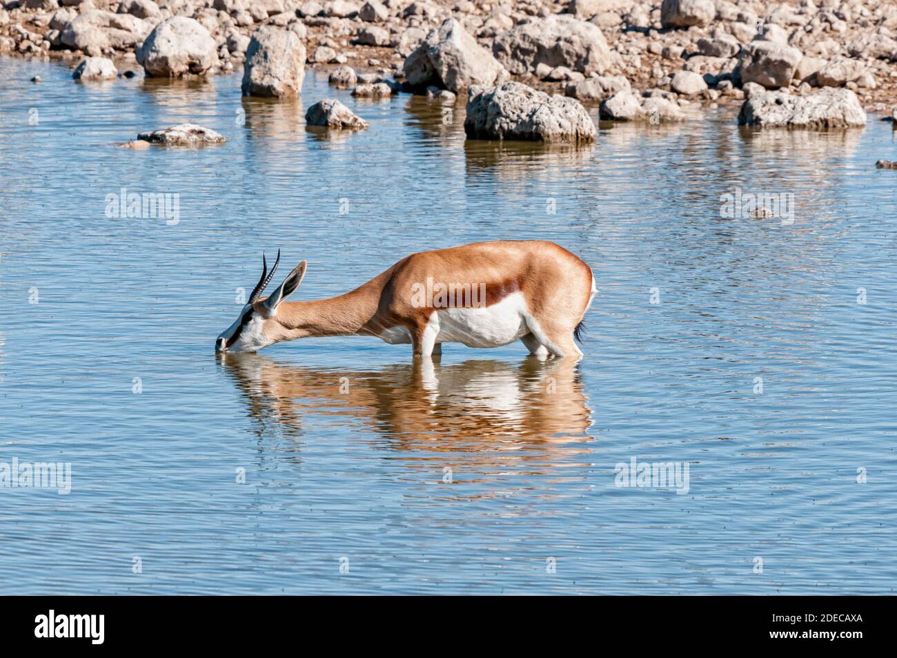 Springbok, Antidorcas marsupialis, drinking water inside a waterhole in ...