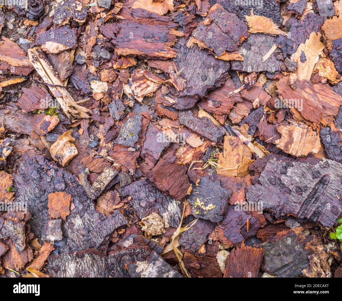Wood chips for landscaping in the gardens. Ecological background Stock ...