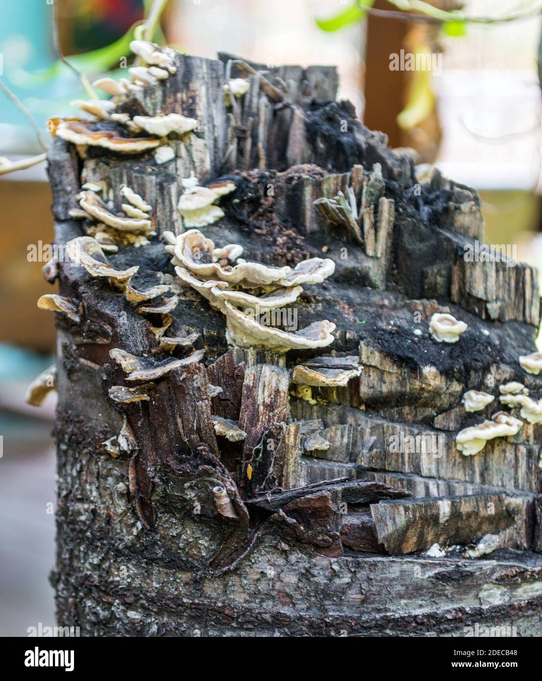 Shelf fungus on tree trunk Stock Photo - Alamy