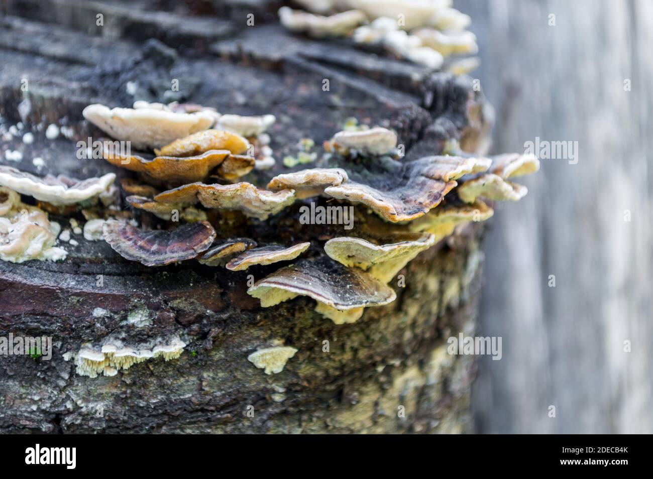 Large brown and white bracket fungus hi-res stock photography and ...
