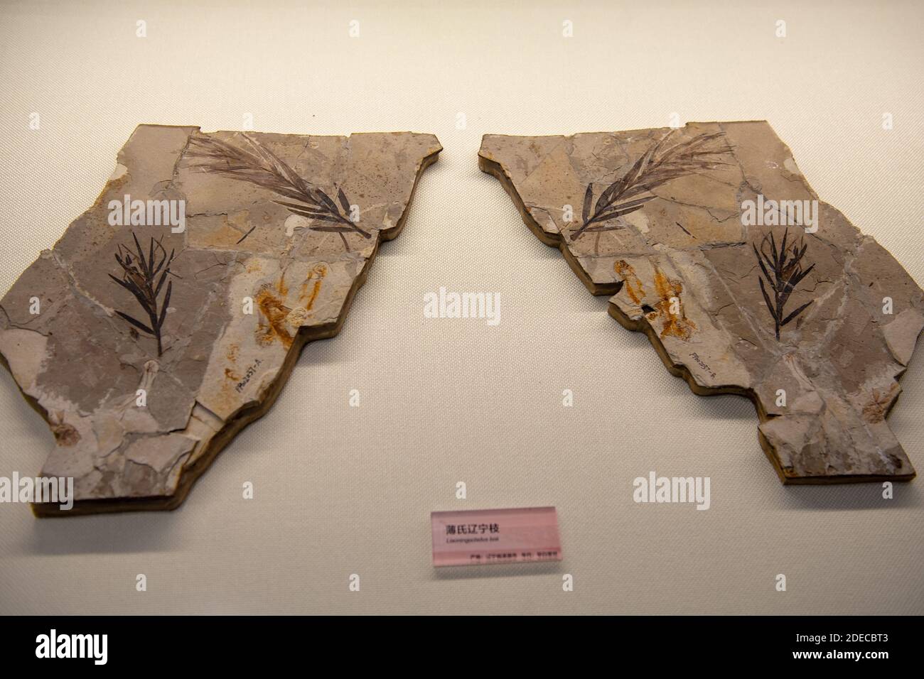 Jehol biota hi-res stock photography and images - Alamy