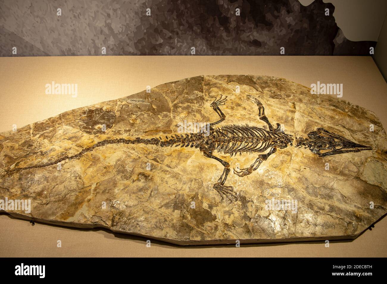 Jehol biota hi-res stock photography and images - Alamy