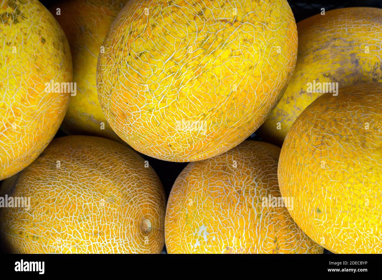 Melons in the market, a lot of melons. Large yellow fruit. Melons ...