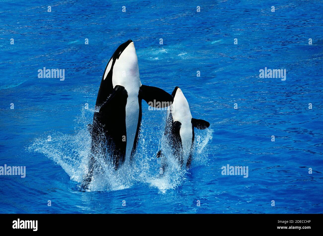 Orca whale face hi-res stock photography and images - Alamy