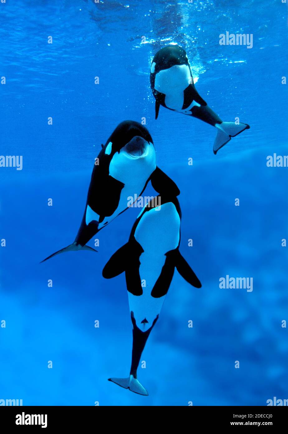 Killer Whale, orcinus orca, Adults with Calf Stock Photo - Alamy