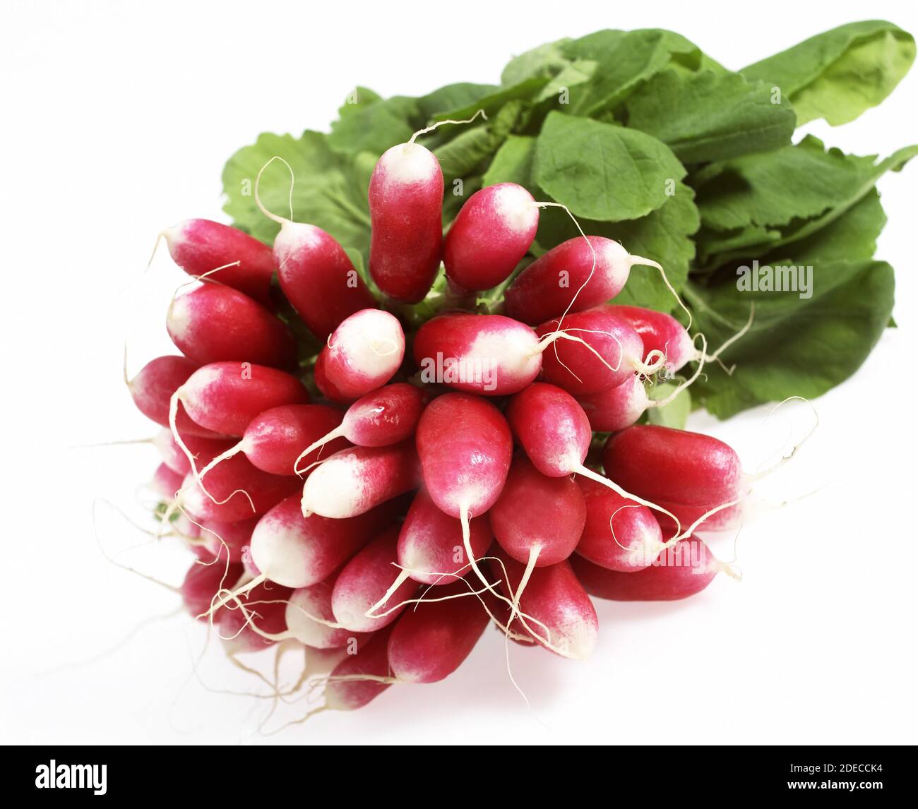 Pink Radish, raphanus sativus, against White Background Stock Photo - Alamy