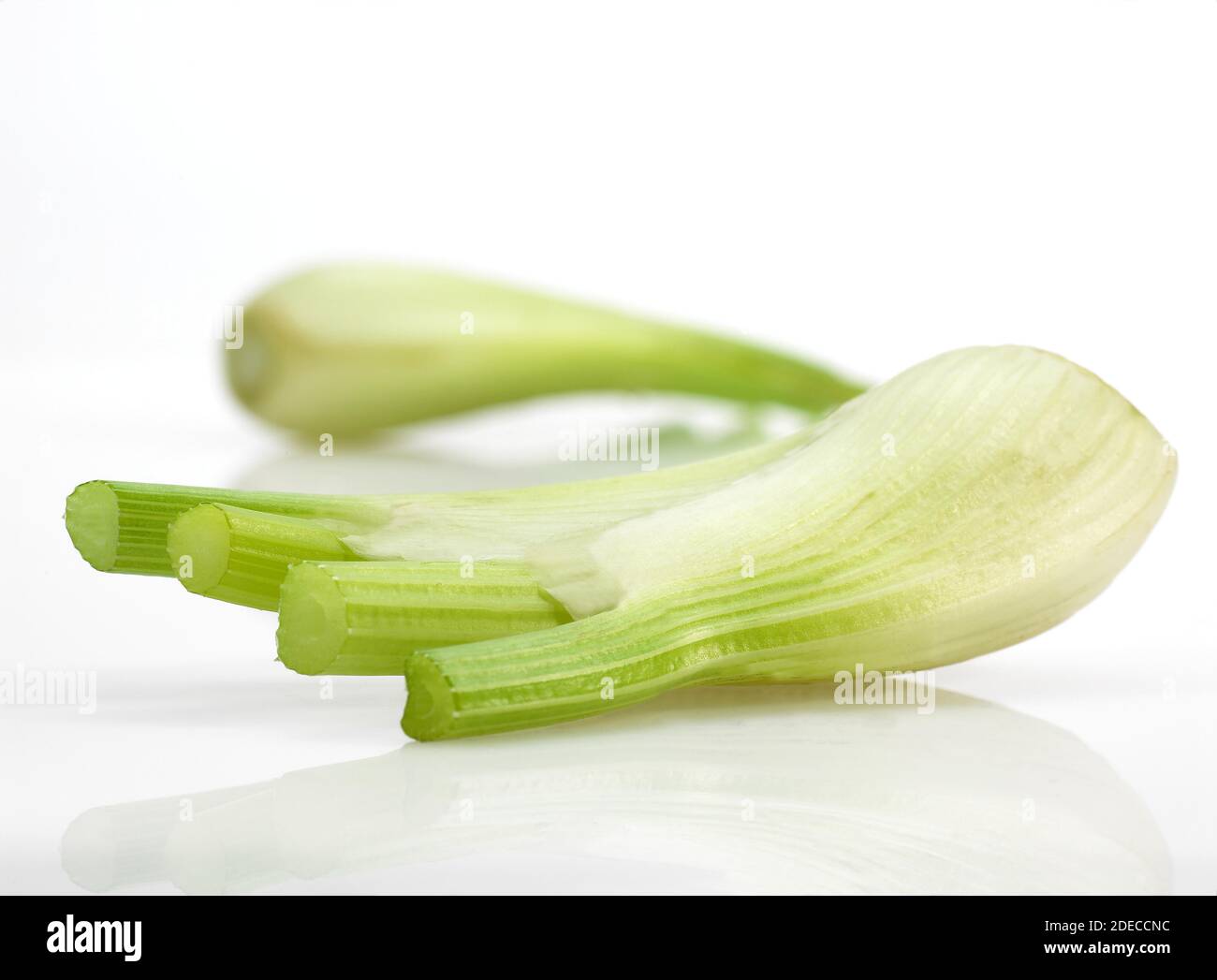 Little Fennel, foeniculum vulgare, Vegetable against White Background ...