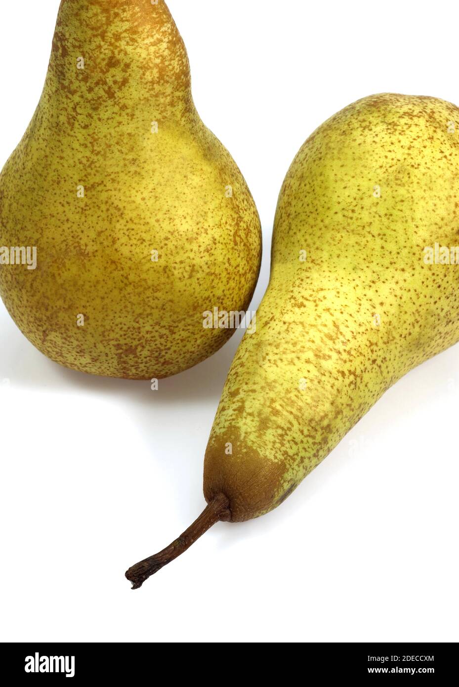 Conference Pear, pyrus communis, Fruits against White Background Stock ...