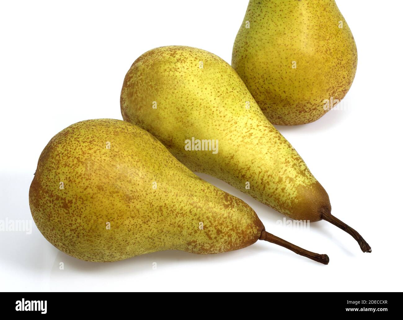 Conference Pear, pyrus communis, Fruits against White Background Stock ...