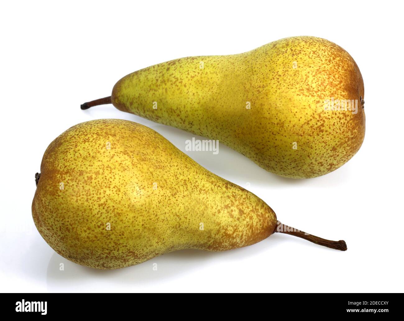 Conference Pear, pyrus communis, Fruits against White Background Stock ...