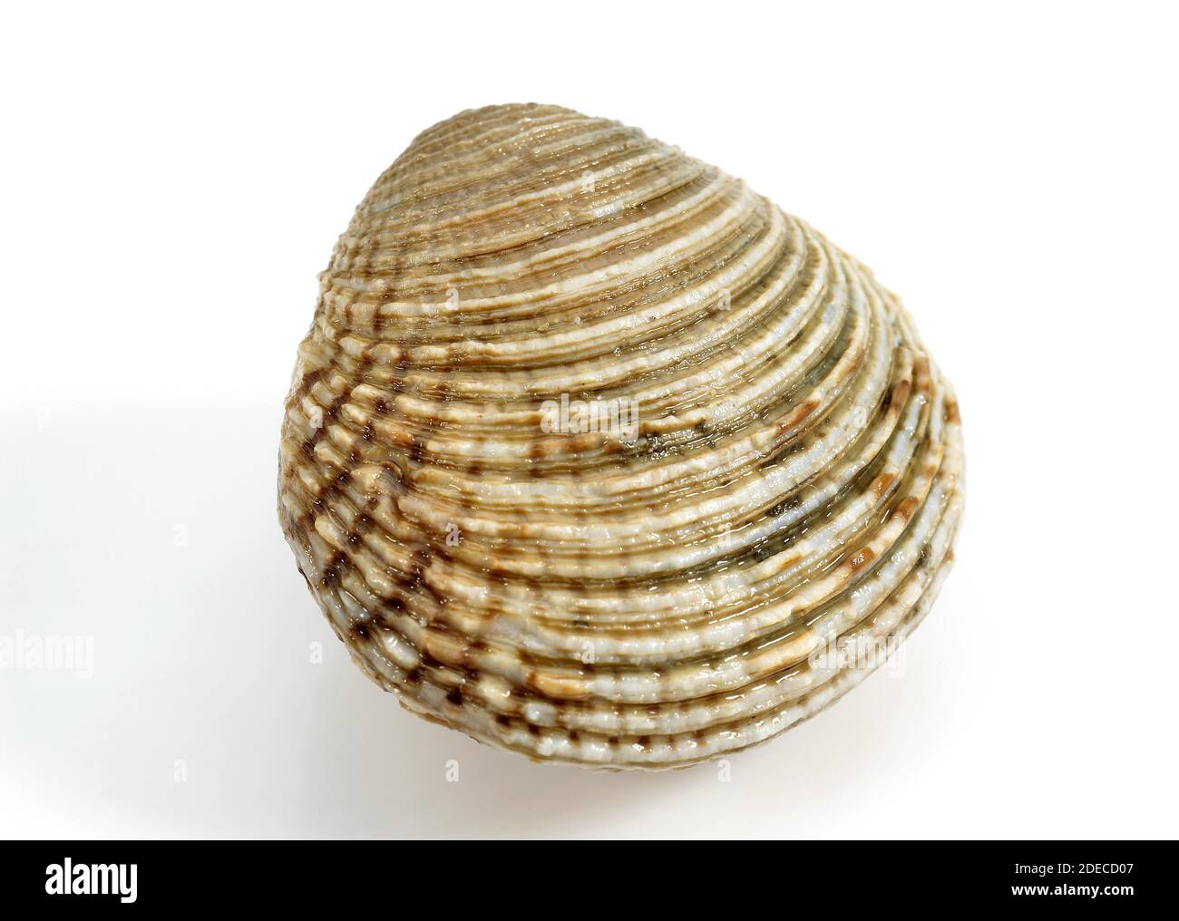 Clam, venus verrucosa, Shell against White Background Stock Photo - Alamy