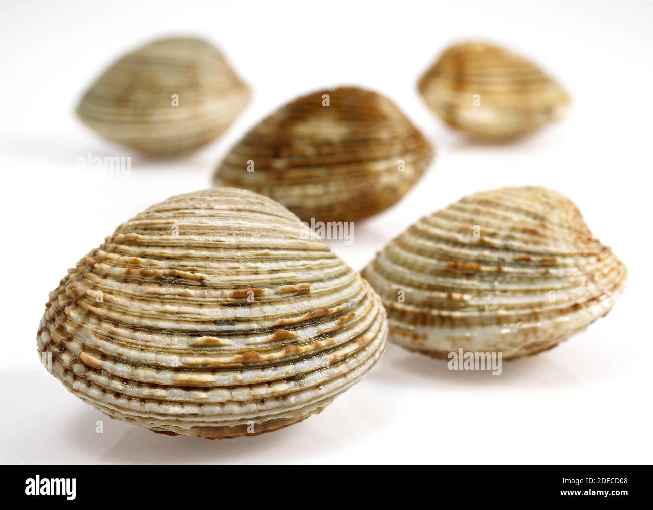 Clam, venus verrucosa, Shells against White Background Stock Photo - Alamy