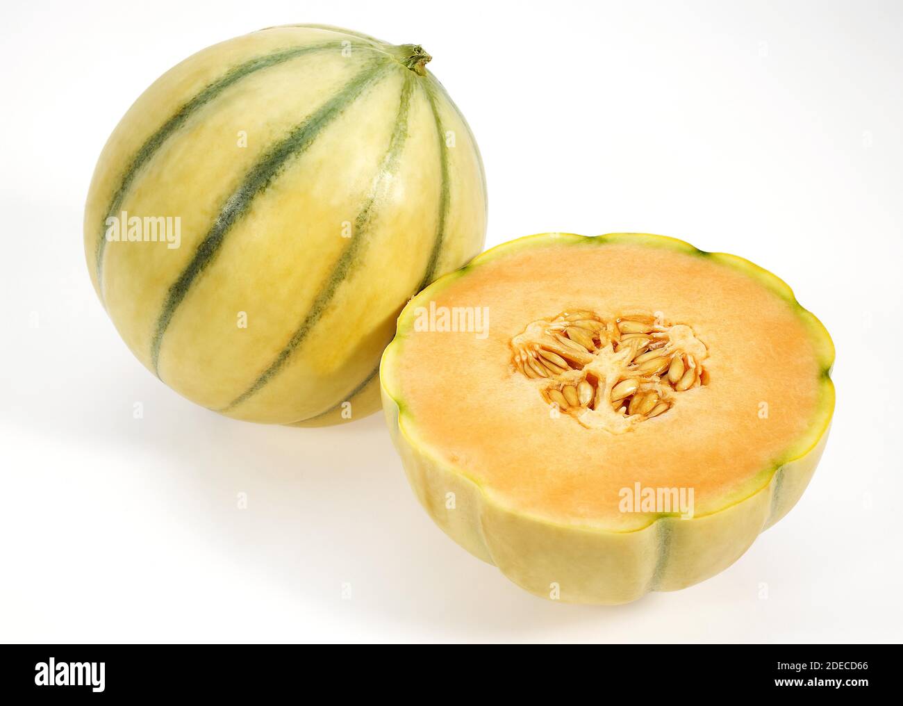 Cavaillon Melon, cucumis melo, Fruits against White Background Stock ...