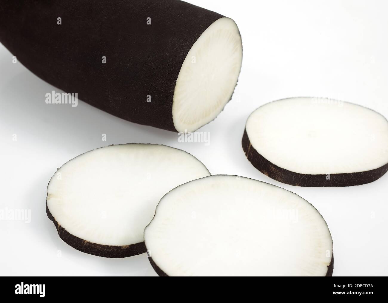 Black Radish, raphanus sativus niger, Vegetable against White ...