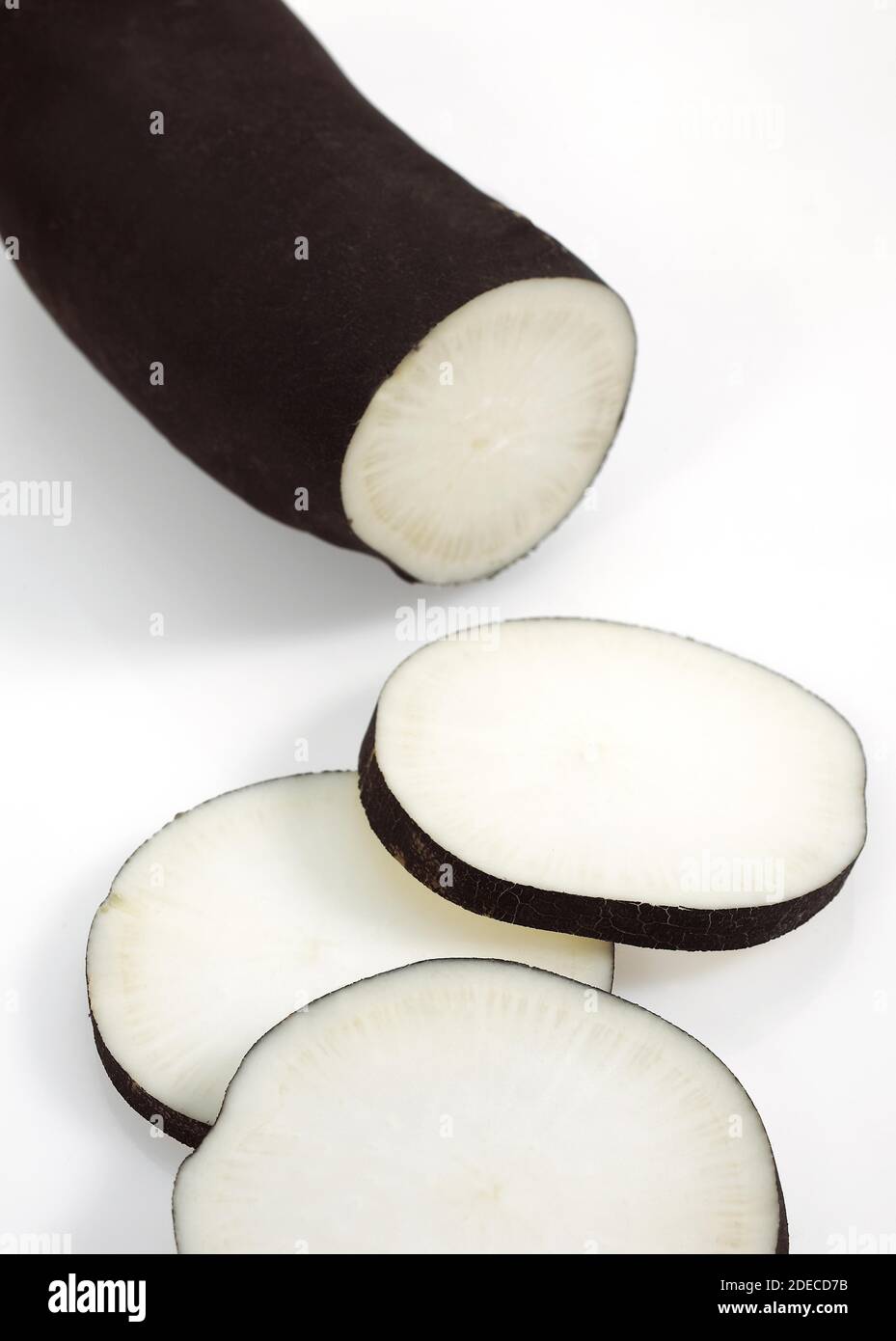 Black Radish, raphanus sativus niger, Vegetable against White ...