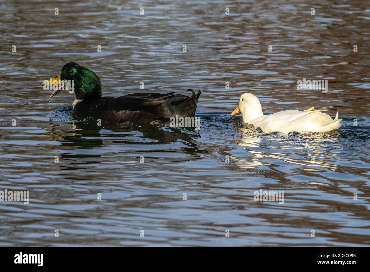 The mallard, Anas platyrhynchos is a dabbling duck. Here swimming in a ...