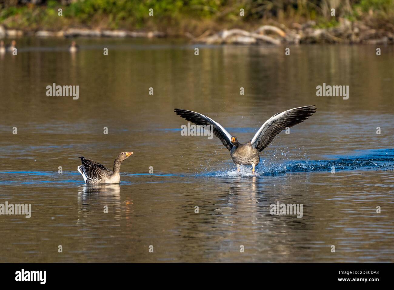 The greylag goose, Anser anser is a species of large goose in the ...