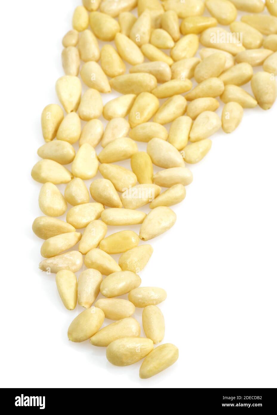 Pine Kernel or Pine Nut, pinus sp., Fruits against White Background ...