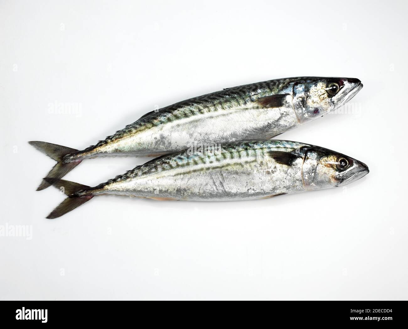 Mackerel, scomber scombrus, Fresh Fish against White Background Stock ...