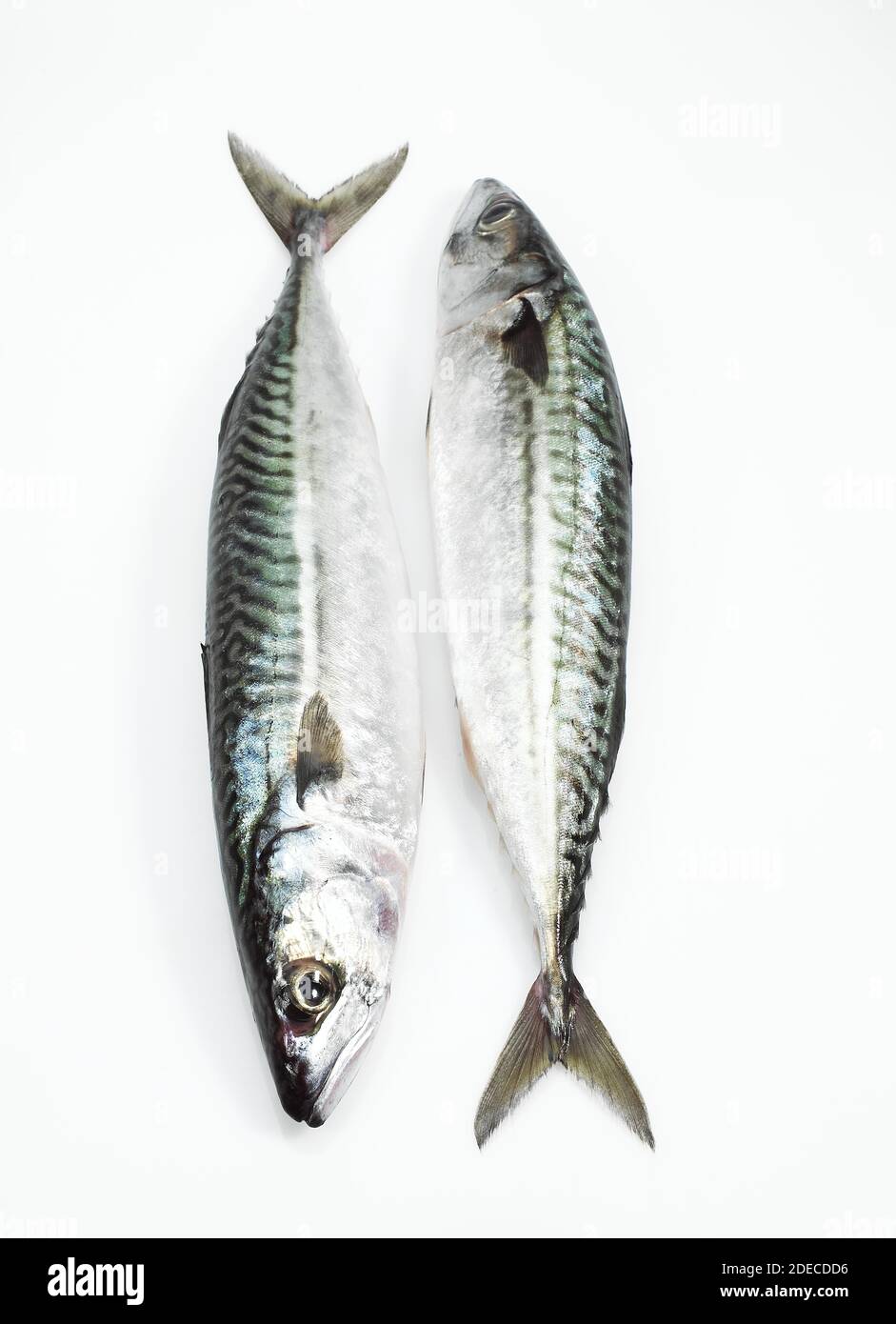 Mackerel, scomber scombrus, Fresh Fish against White Background Stock ...