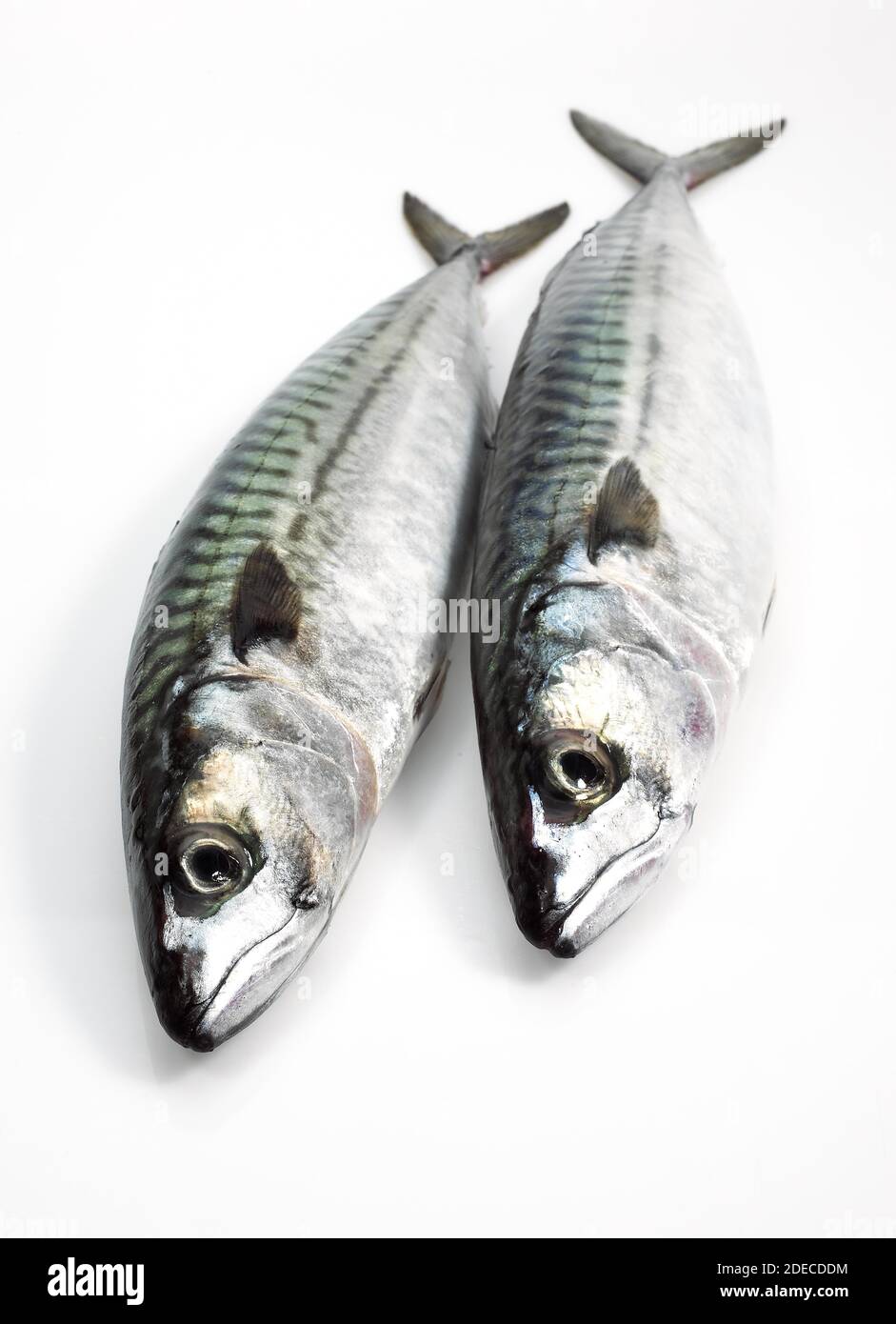 Mackerel, scomber scombrus, Fresh Fish against White Background Stock ...