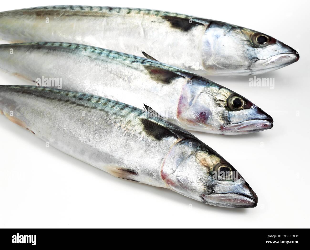 Mackerel, scomber scombrus, Fresh Fish against White Background Stock ...