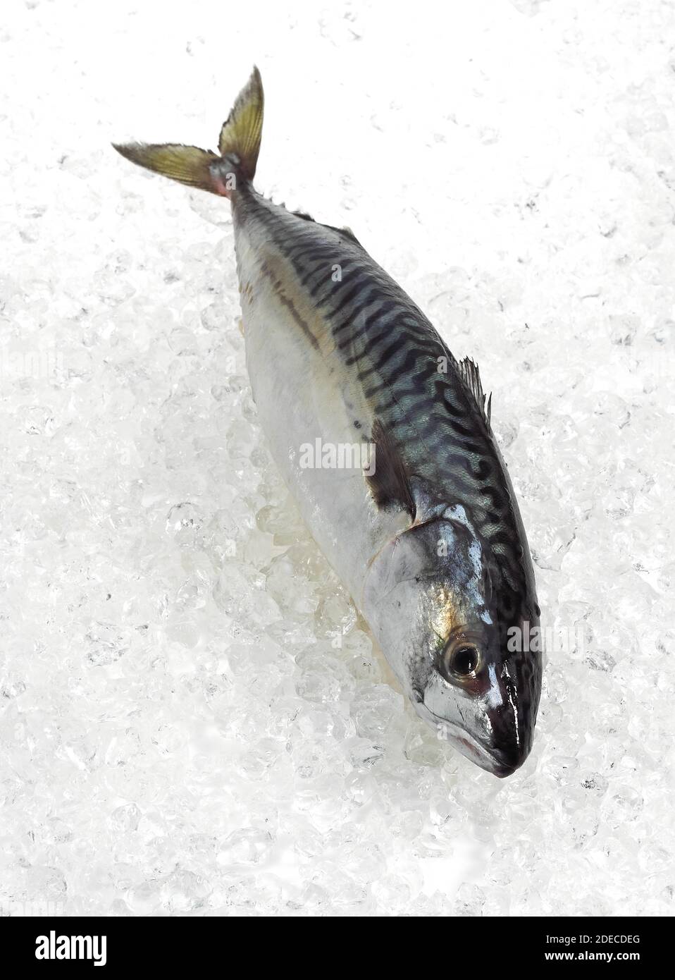 Mackerel, scomber scombrus, Fresh Fish on Ice Stock Photo - Alamy