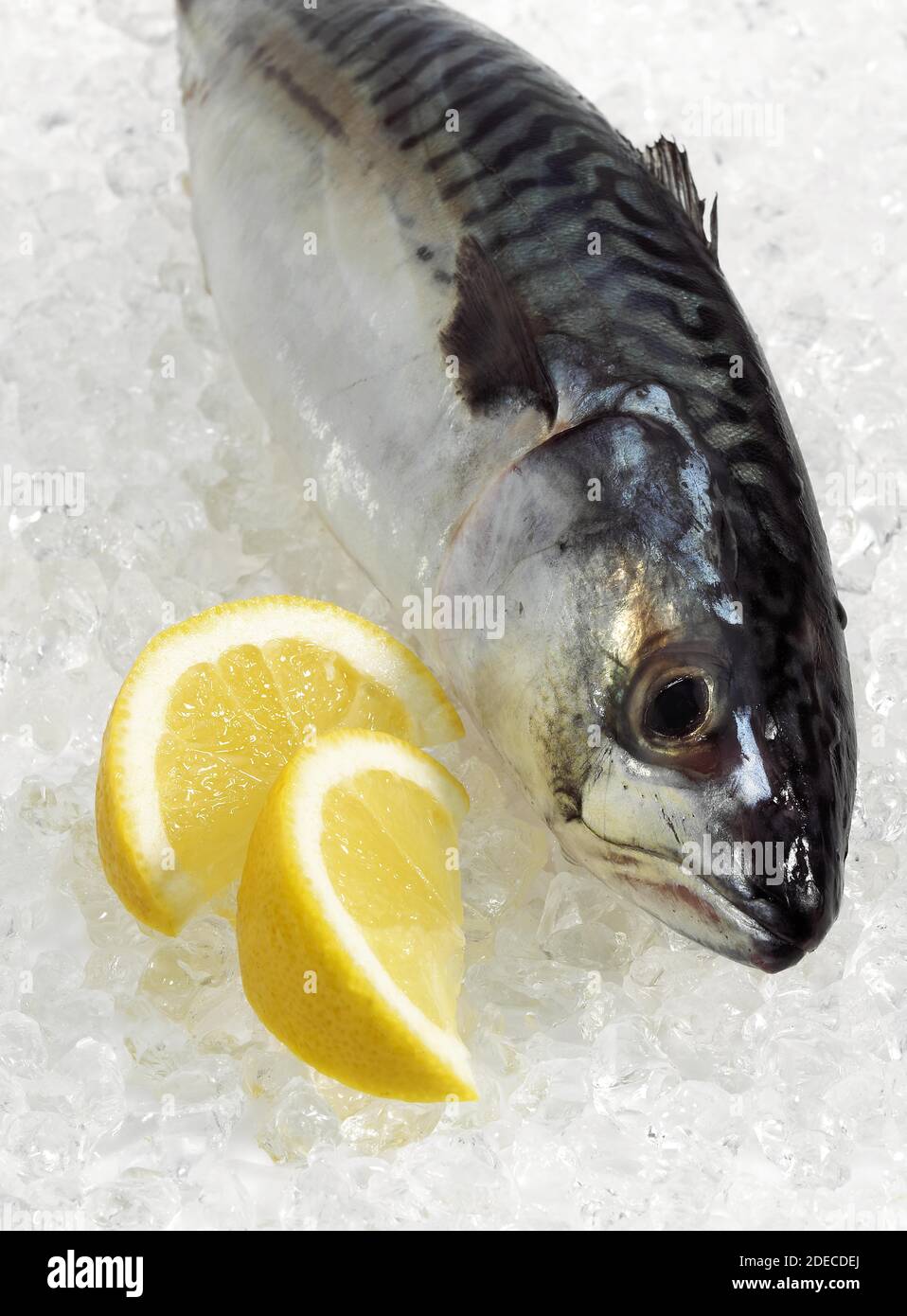 Mackerel, scomber scombrus, Fresh Fish with Lemon on Ice Stock Photo ...