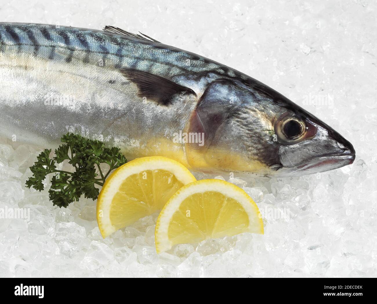 Mackerel, scomber scombrus, Fresh Fish with Lemon and Parsley on Ice ...