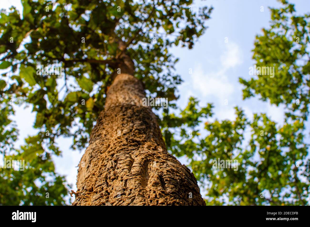 Shorea Robusta Bark High Resolution Stock Photography and Images - Alamy