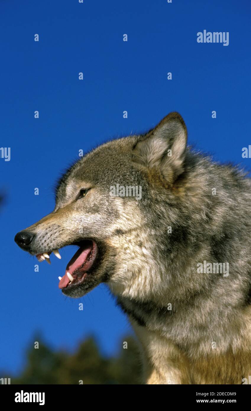 North american grey wolf canis lupus occidentalis hi-res stock ...