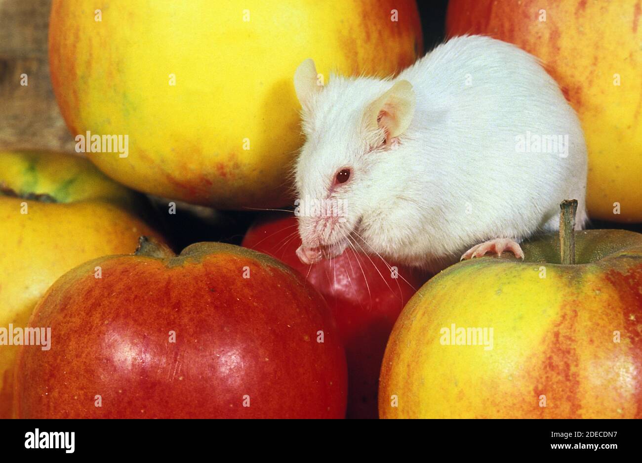 White mouse mus musculus on apple hi-res stock photography and images ...