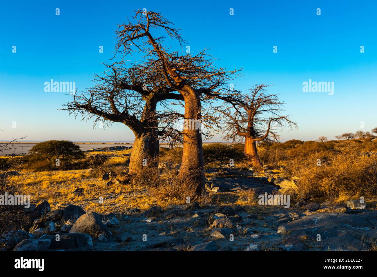 Three baobab trees in early morning light Stock Photo - Alamy
