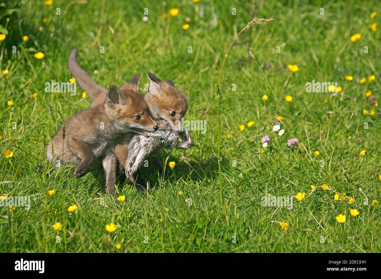 Red Fox, vulpes vulpes, Pup with a Wild rabbit in Mouth, Normandy Stock ...