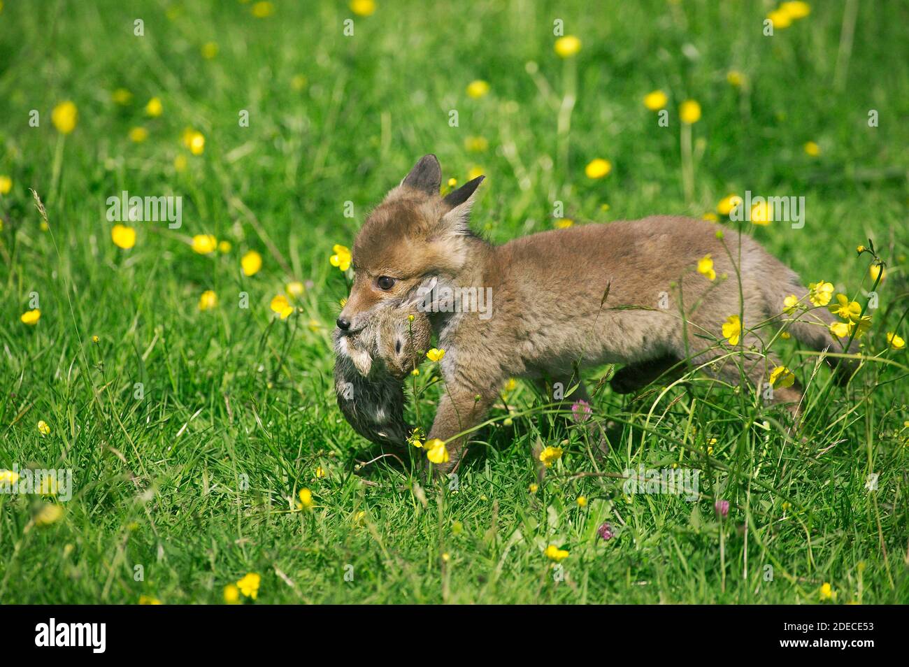 Fox hunting a wild rabbit hi-res stock photography and images - Alamy