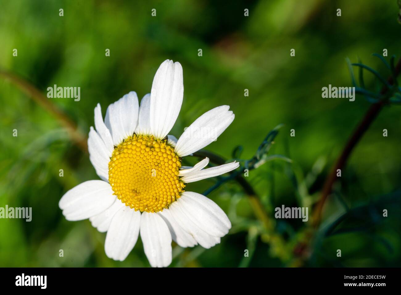Composite flower head hi-res stock photography and images - Alamy