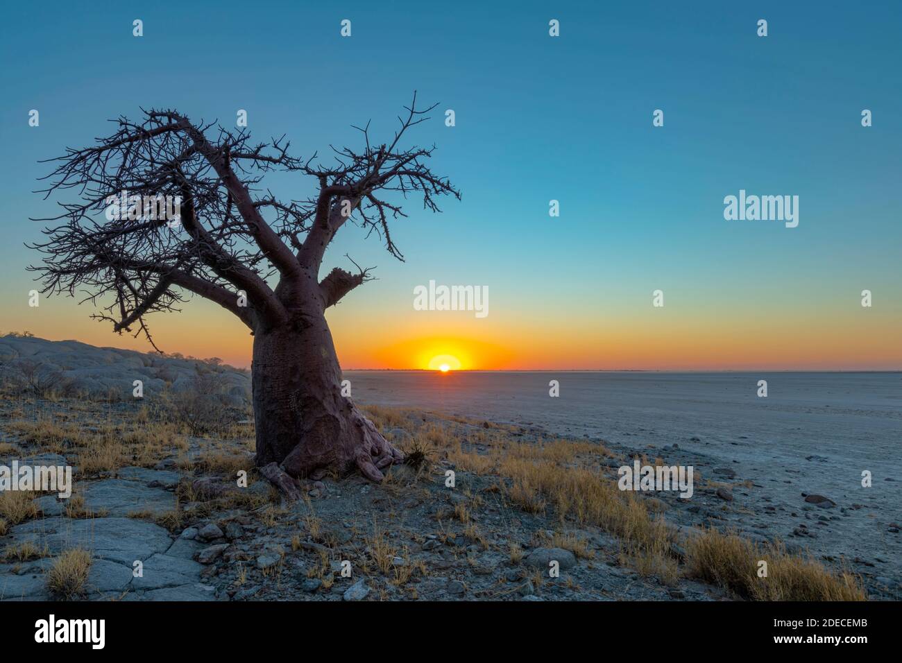 Single baobab tree at sunset on Kubu Island Stock Photo - Alamy