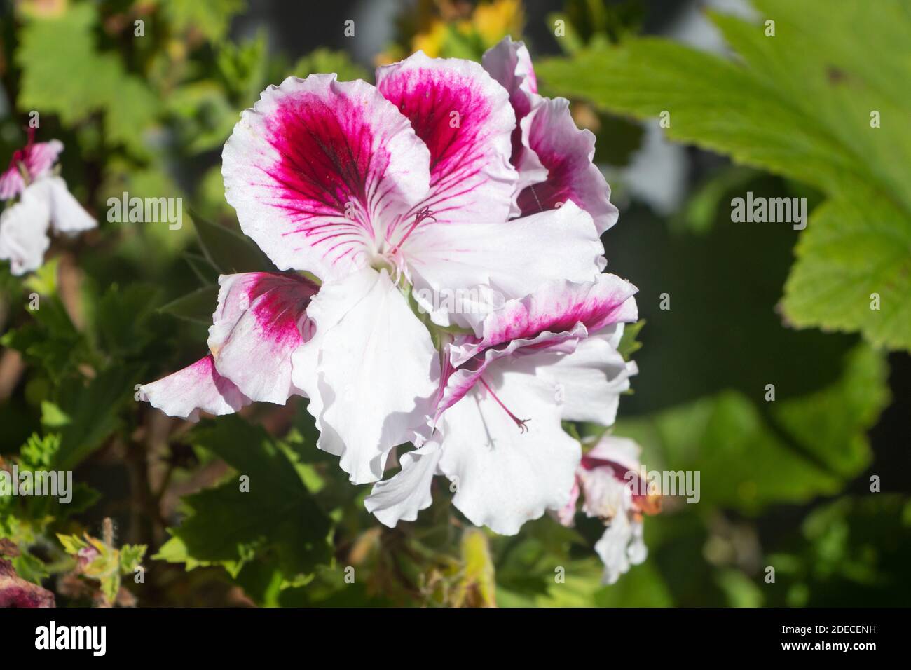 Pink and white geranium flowers in a garden during summer Stock Photo ...