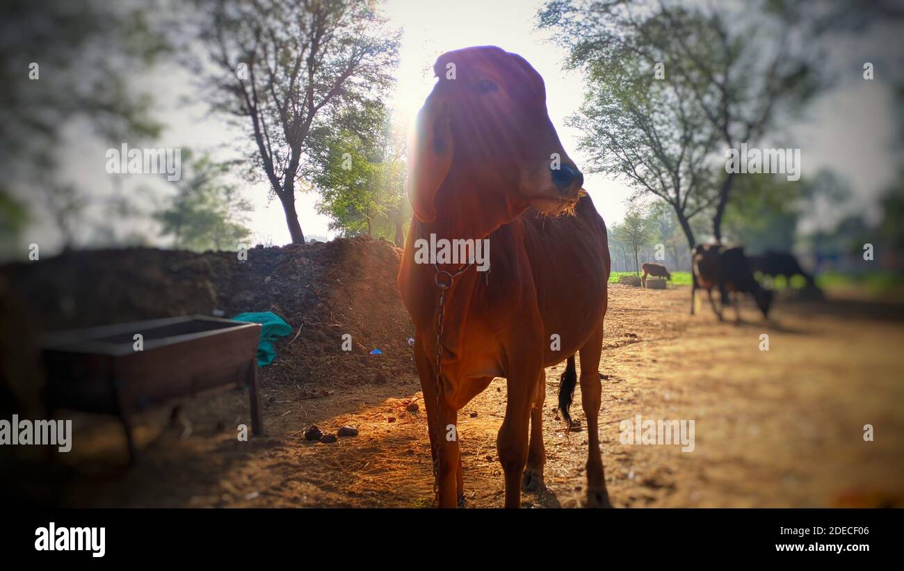 Awesome look of brown ox or bull. Rays of sun over the bull. Brown bull ...