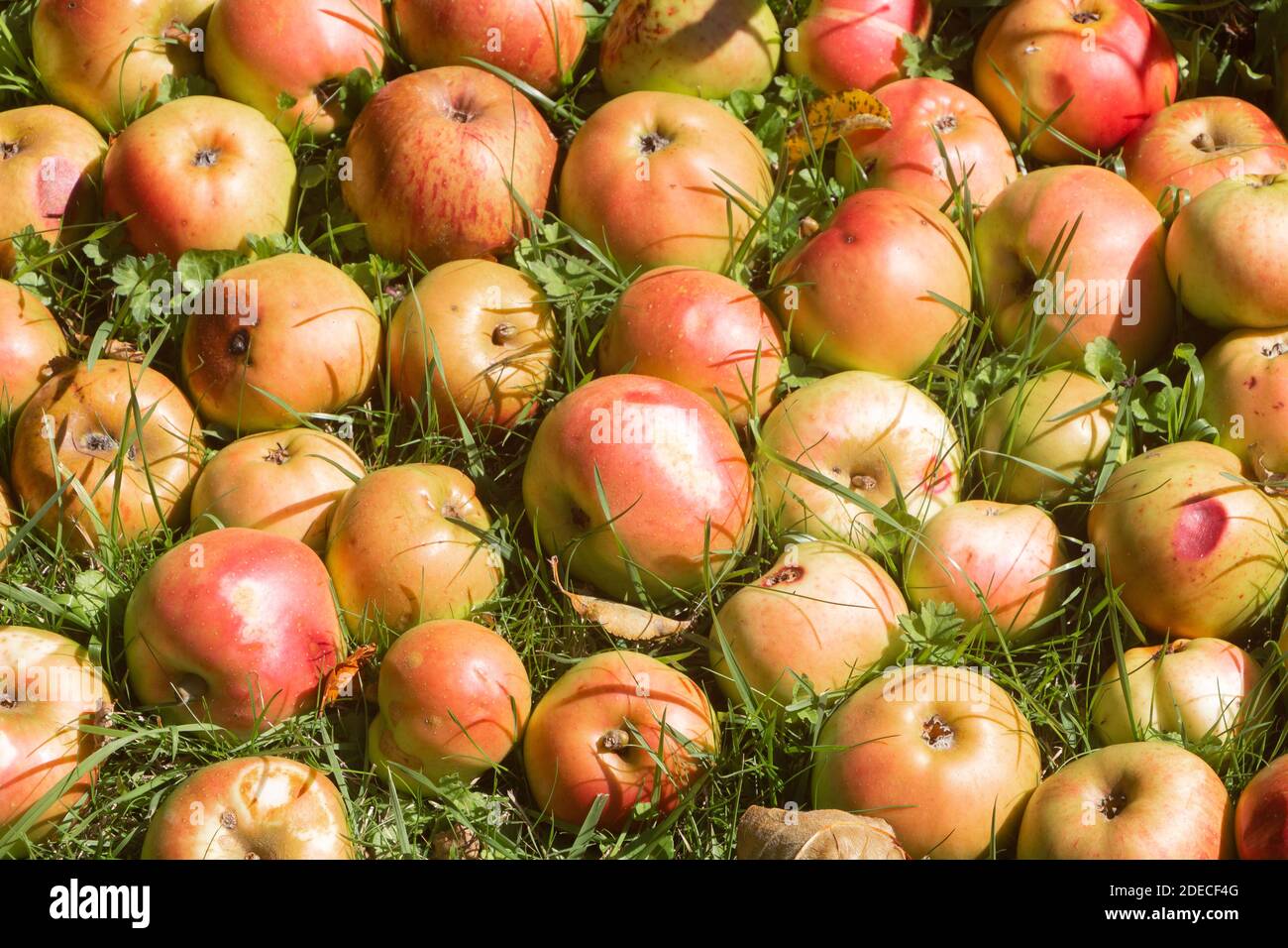 Rotten apples on the ground in an orchard Stock Photo - Alamy